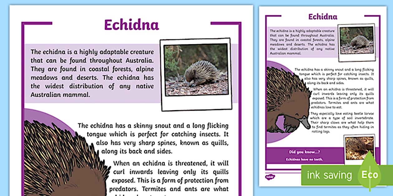Editable Echidna Fact Sheet (teacher made) - Twinkl