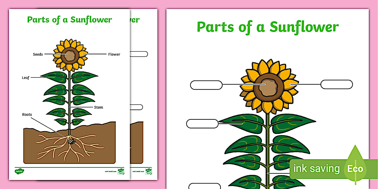 Parts of a Sunflower Labelling Activity (teacher made)