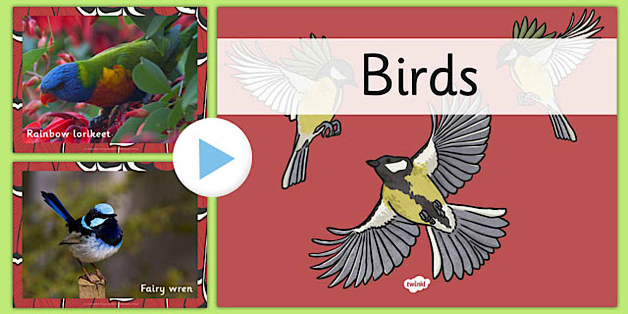 Australian Birds PowerPoint List | Photos and Facts for kids