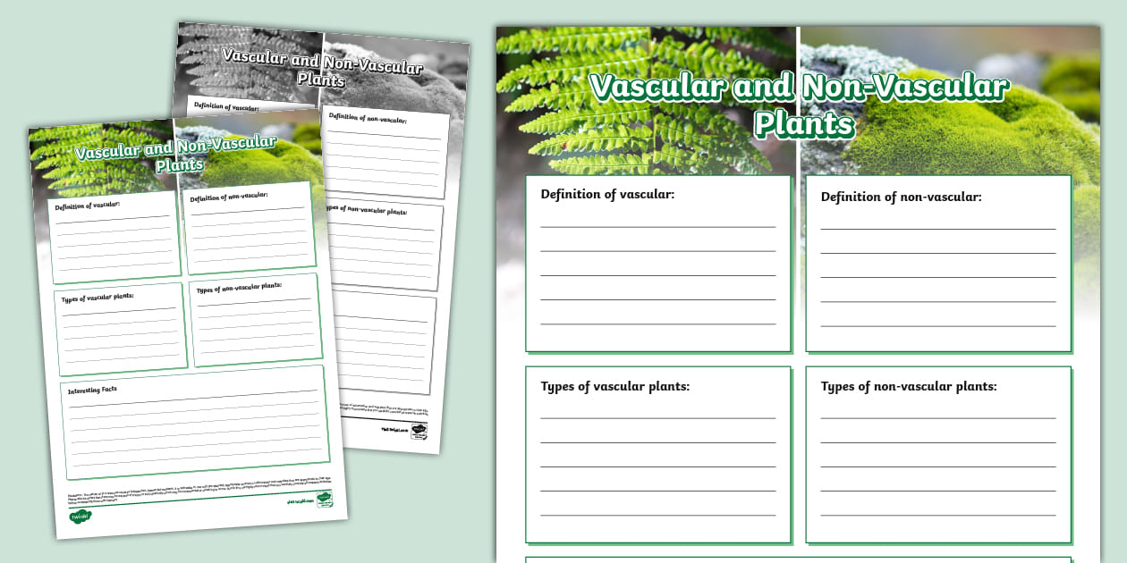 Vascular and Non-Vascular Plants Fact File Template - Twinkl