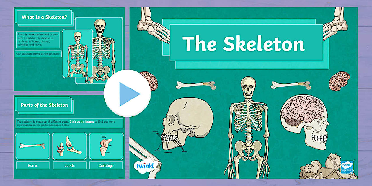 The Human Skeleton PowerPoint | Life Science | Twinkl CA