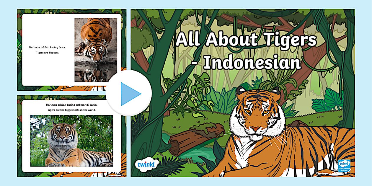Indonesian Animals: All About Tigers - Indonesian - Twinkl