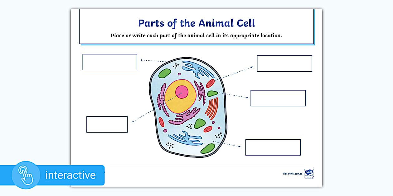 Worksheet: Parts of the Animal Cell (teacher made) - Twinkl