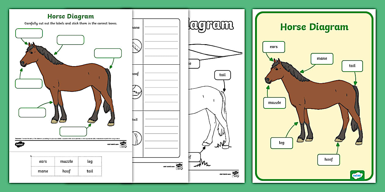 Horse Diagram Activity Pack (teacher made) - Twinkl
