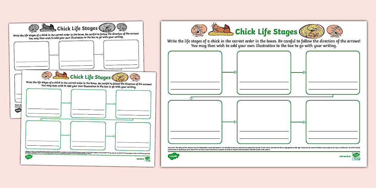 Chick Life Stages Sequencing Mind Map (Teacher-Made)