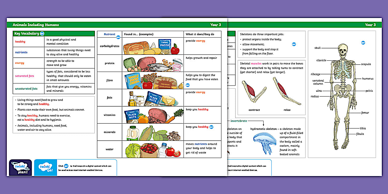 Animals Including Humans Y3 Interactive Knowledge Organiser