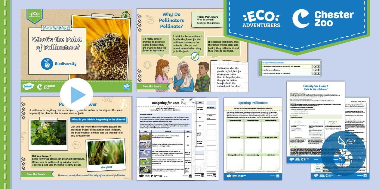 FREE! - Year 6 Biodiversity Lesson 1: What's the Point of Pollinators?