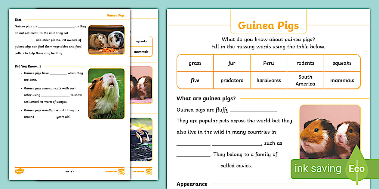 Guinea Pigs Cloze Worksheet (teacher made) - Twinkl