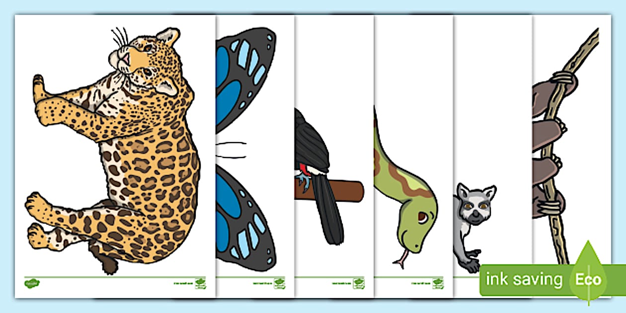 Rainforest Animal Display Cut-Outs - Twinkl - KS1 - Twinkl