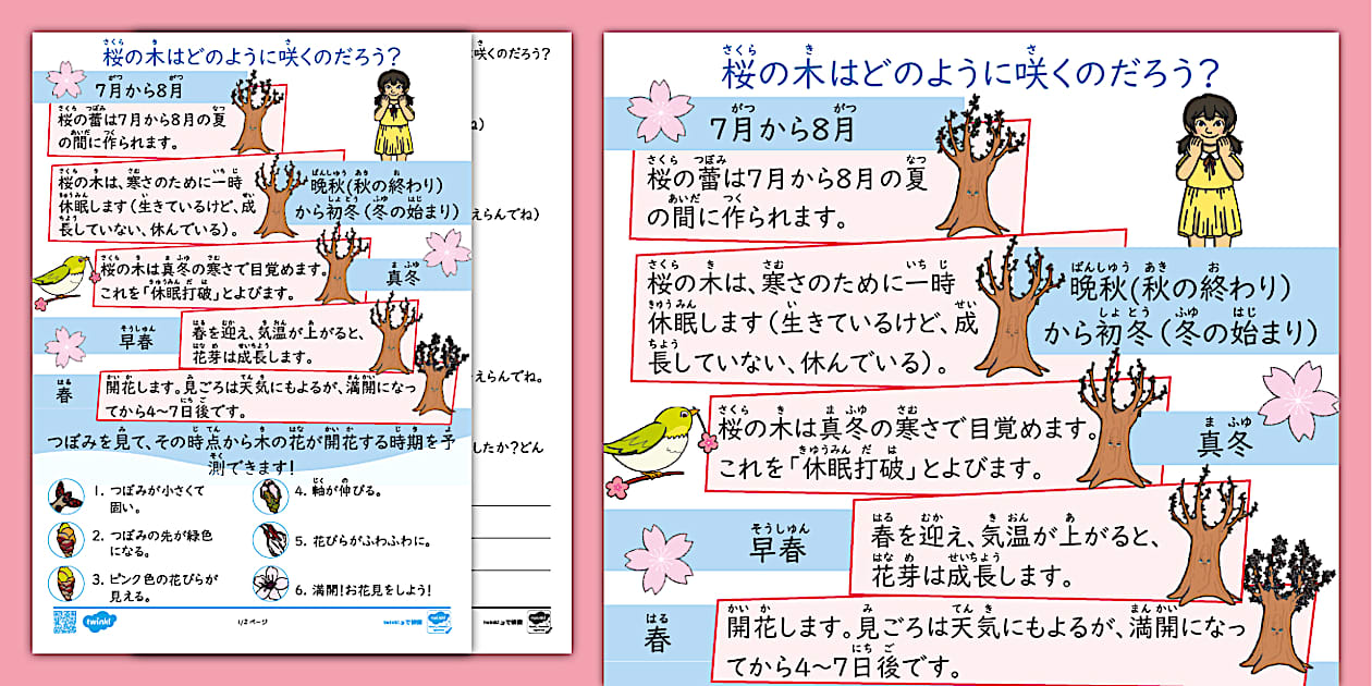 How a Cherry Blossom Tree Grows- Japanese Reading Comprehension