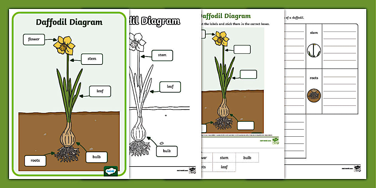 Daffodil Diagram Pack (teacher made) - Twinkl