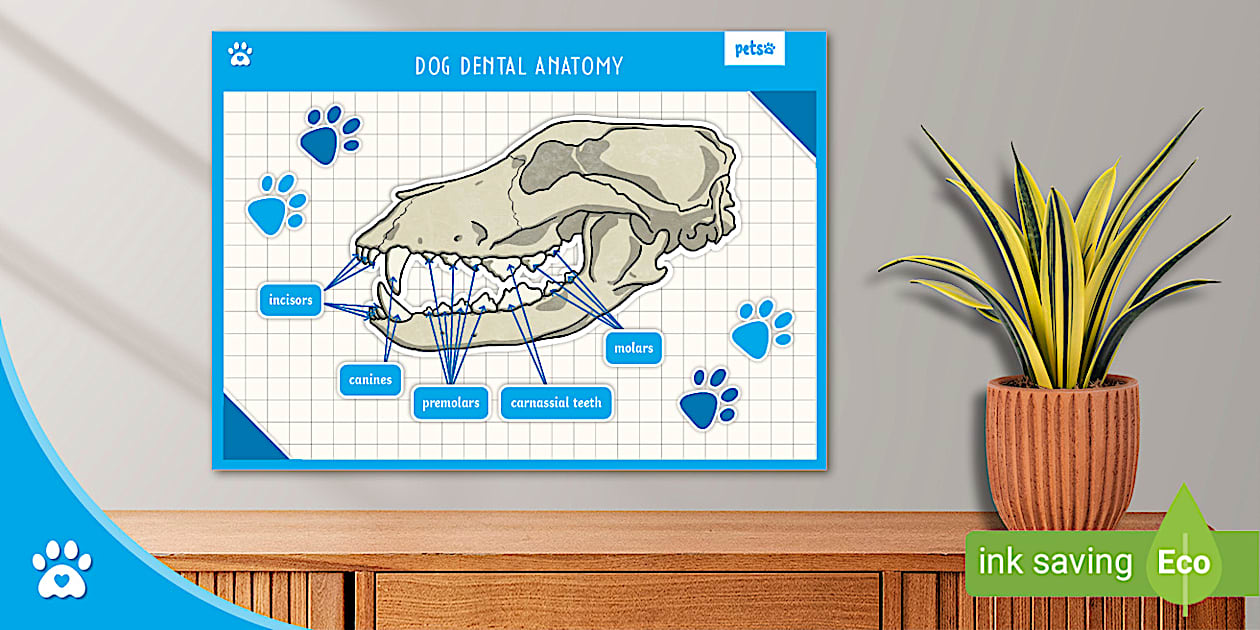 Dog Dental Anatomy - Poster - Dog Dental Chart - Twinkl Pets