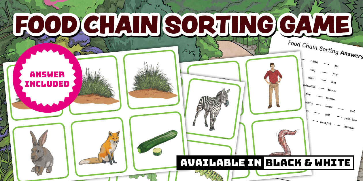 Food Chain Sorting Game | Food Chain Games | Twinkl