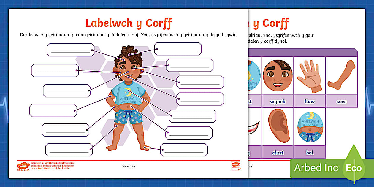 Y Corff: Taflen Weithgaredd Labelu'r Corff (teacher made)