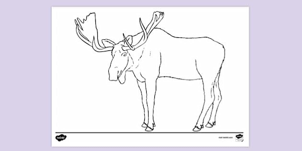 Moose Colouring Sheet | Colouring Sheets (teacher made)