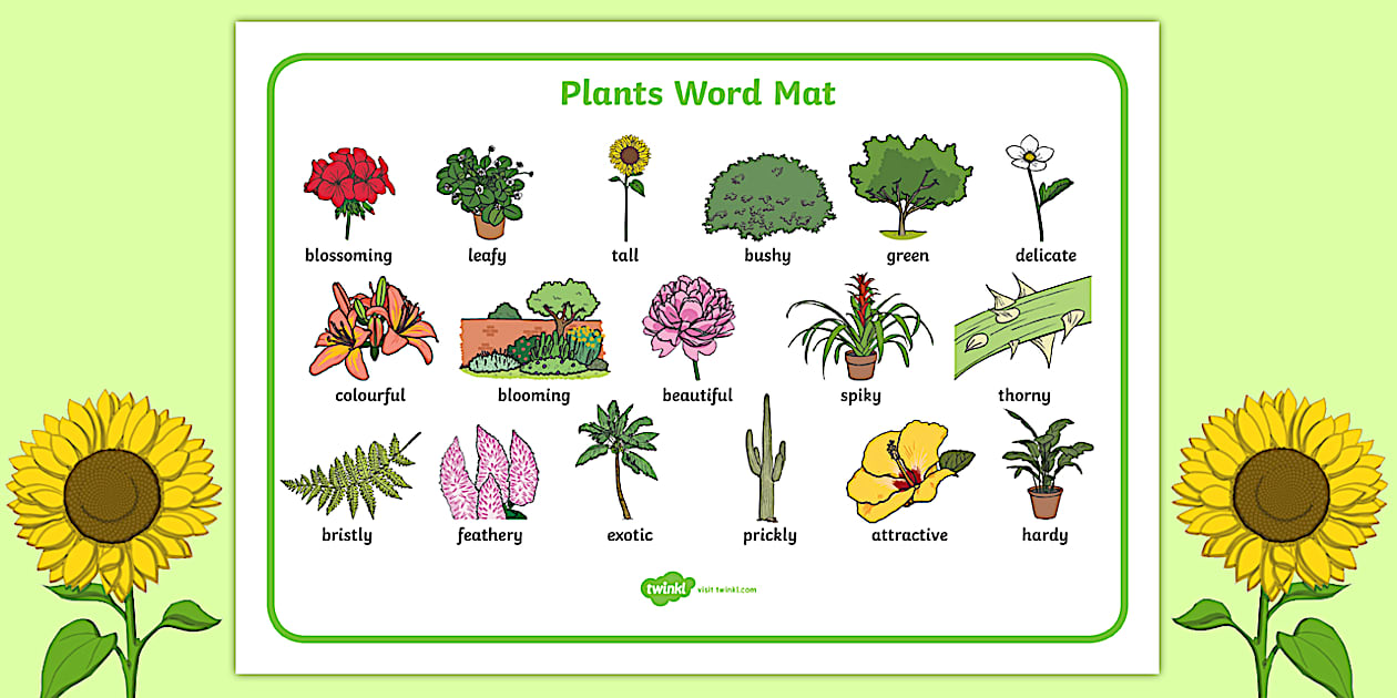 Plant Themed Adjectives Word Mat