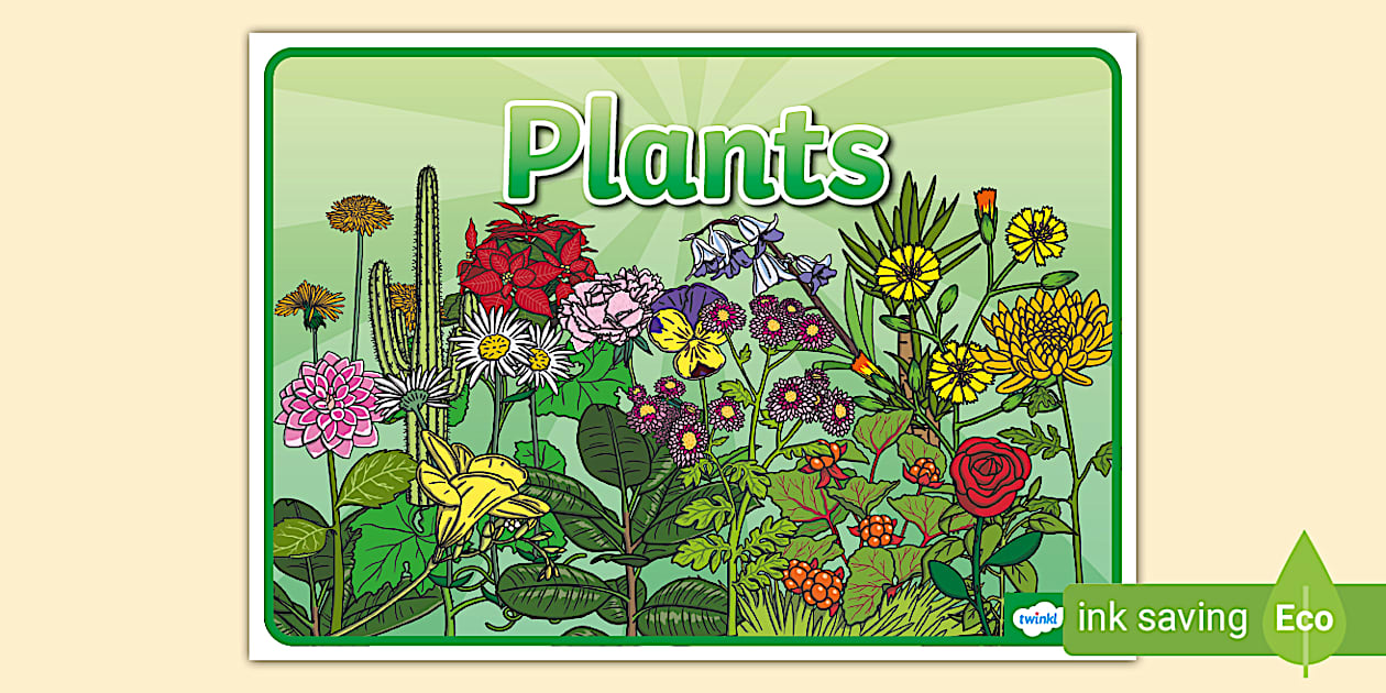 Plants Display Poster (teacher made) - Twinkl