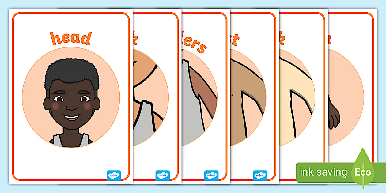 Anatomy Flashcards - F-2 - Biology - Twinkl