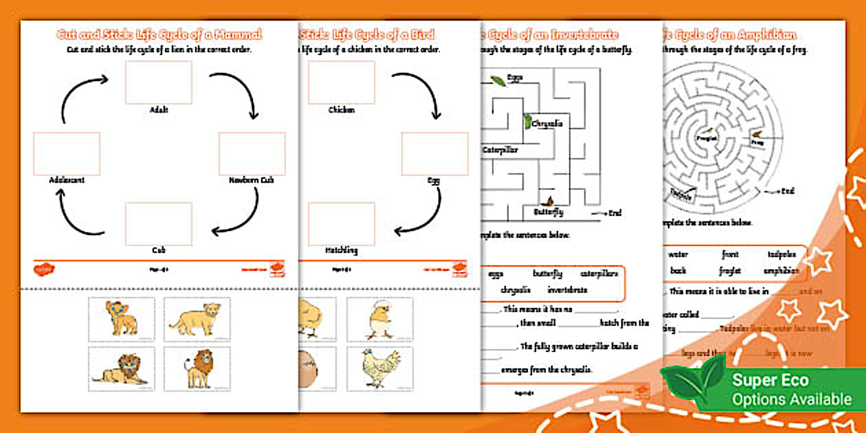 Animal Life Cycles Activities (Ages 6 - 7) (teacher made)