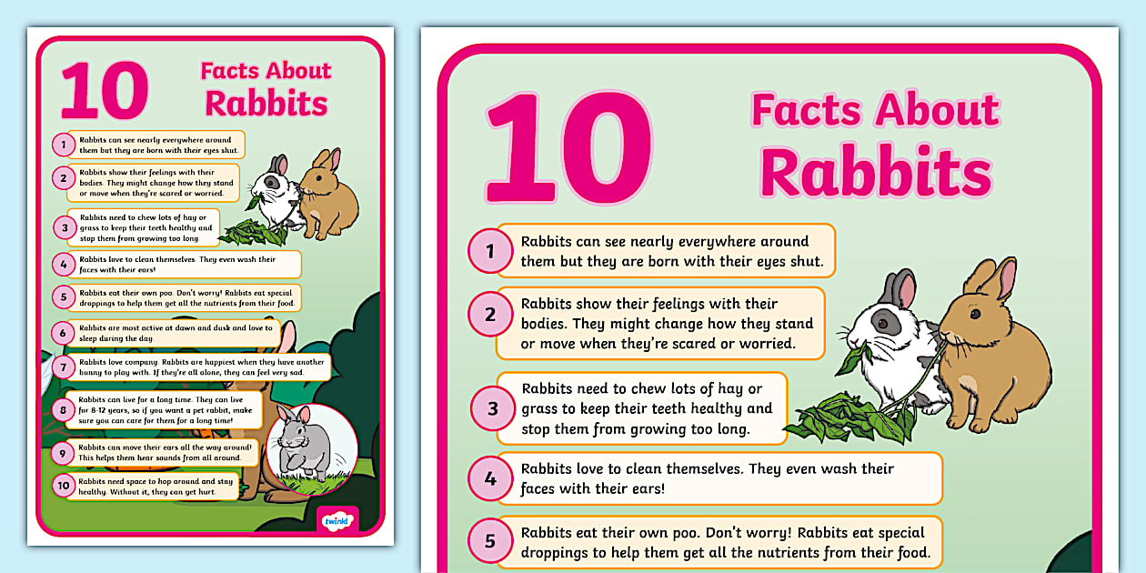 10 Interesting Facts About Rabbits Display Poster - Twinkl