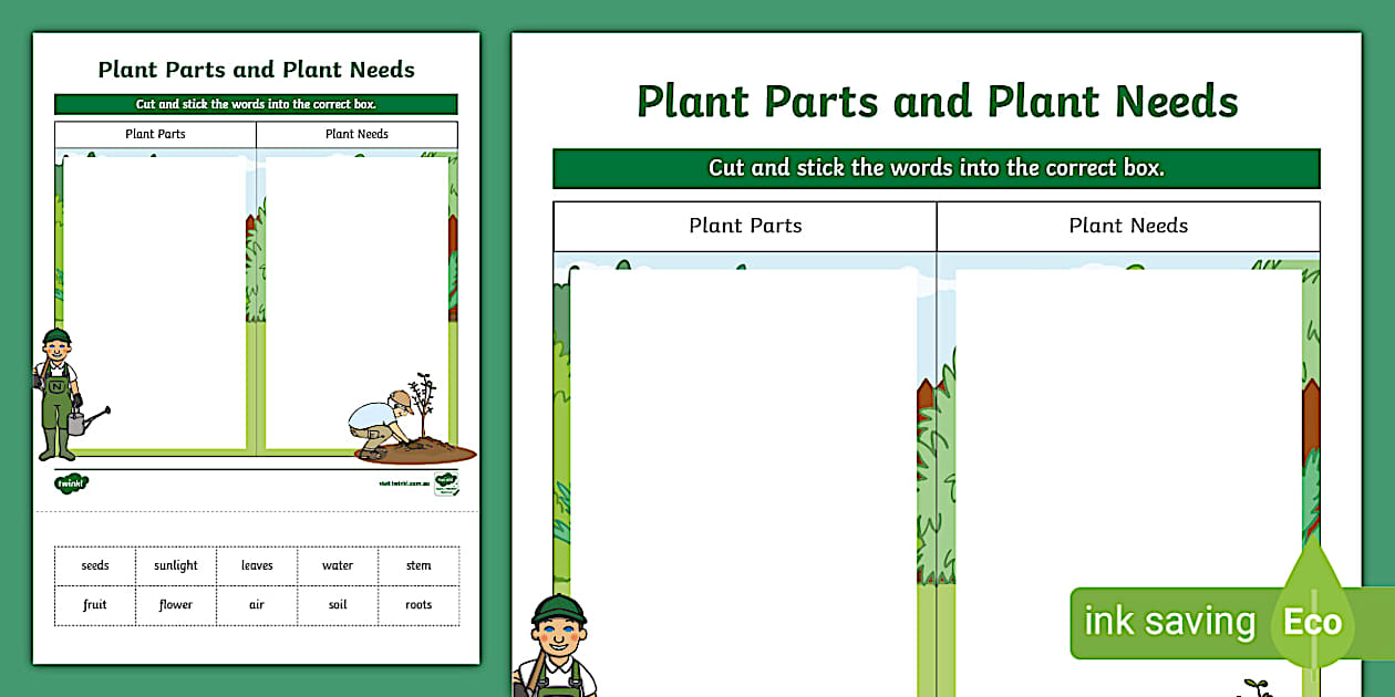 Parts of a Plant Worksheet | Cut and Paste | Twinkl - Twinkl