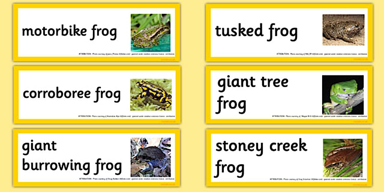 Australian Amphibians Word Cards (teacher made) - Twinkl