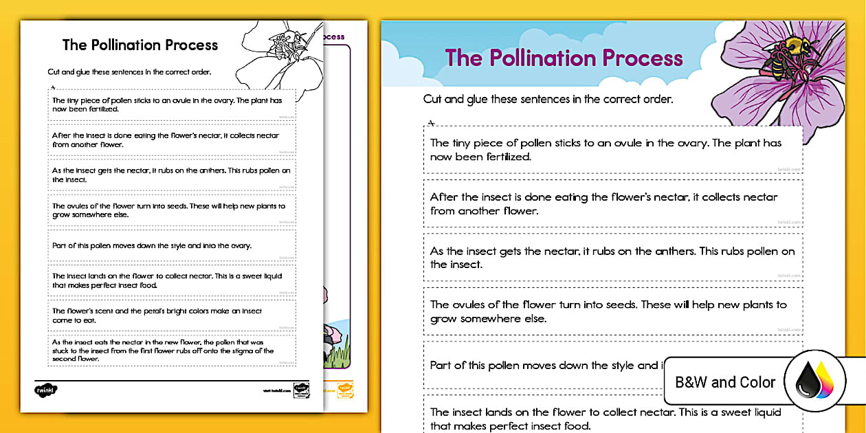Order of the Pollination Process Cut and Paste Worksheet for 1st-2nd Grade