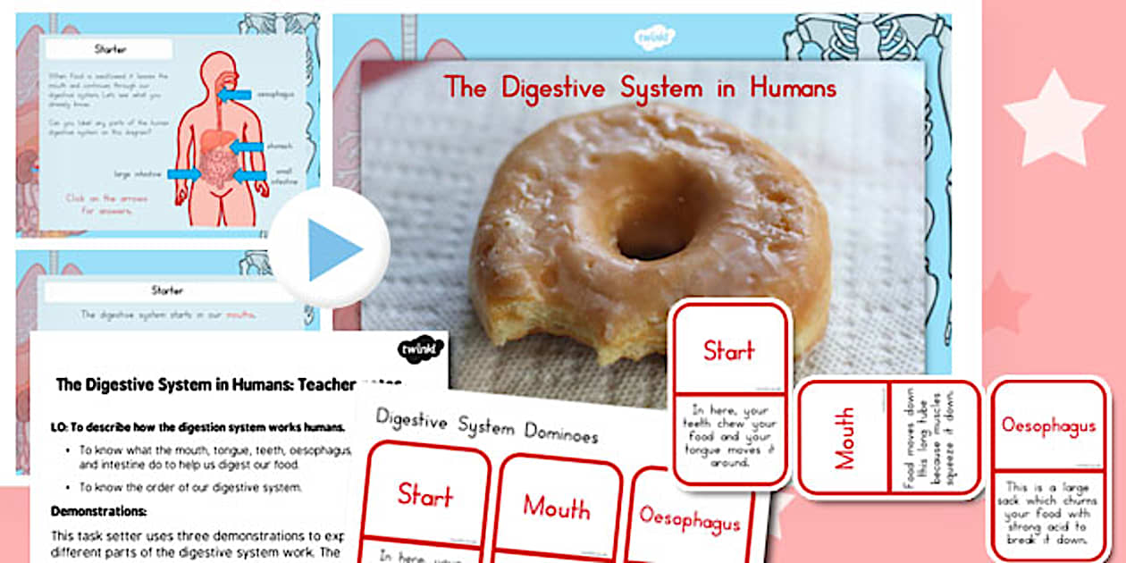 The Digestive System PowerPoint and Activities - Twinkl