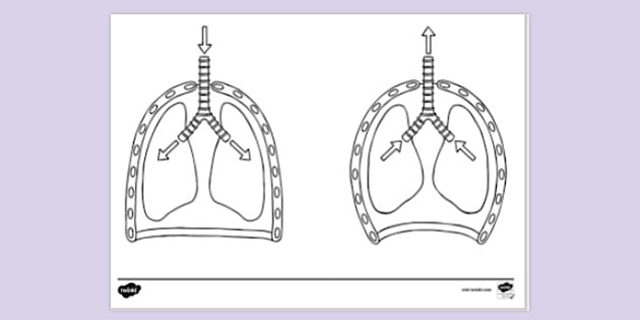 Lung Ventilation_| Colouring Sheets (teacher made) - Twinkl