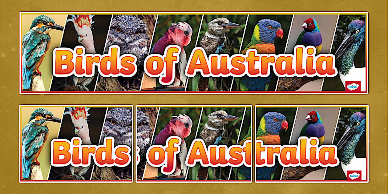 Birds of Australia Photo Display Banner (Teacher-Made)