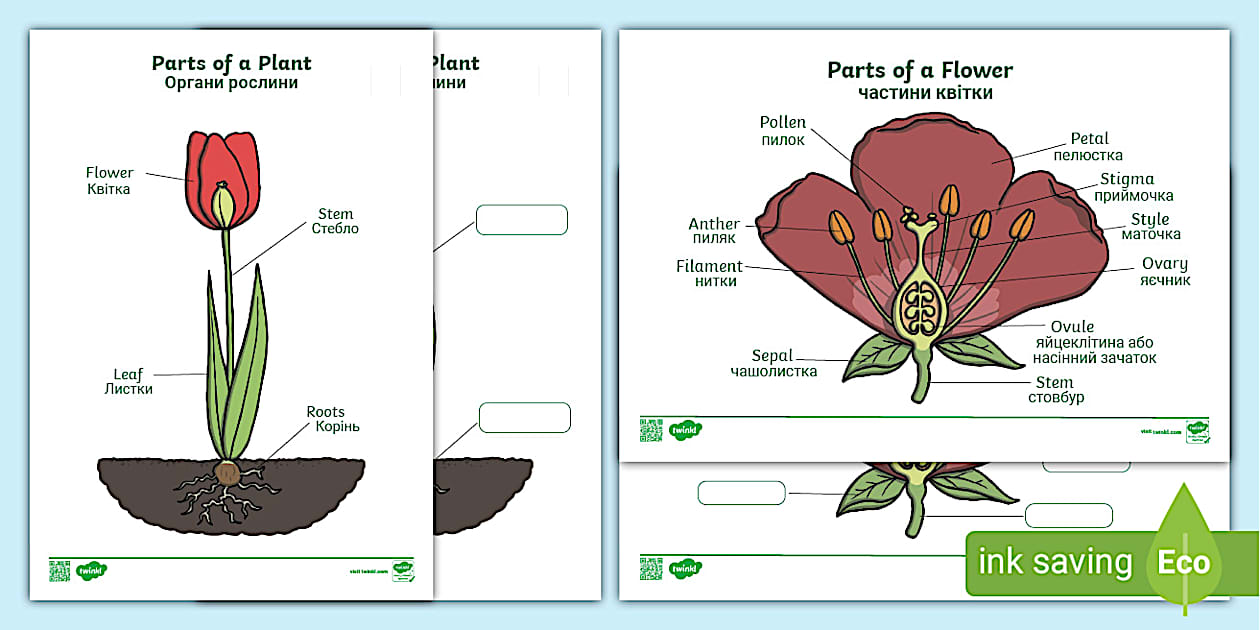 KS1 Labelling Parts of a Plant Worksheet - English and Ukrainian Dual ...