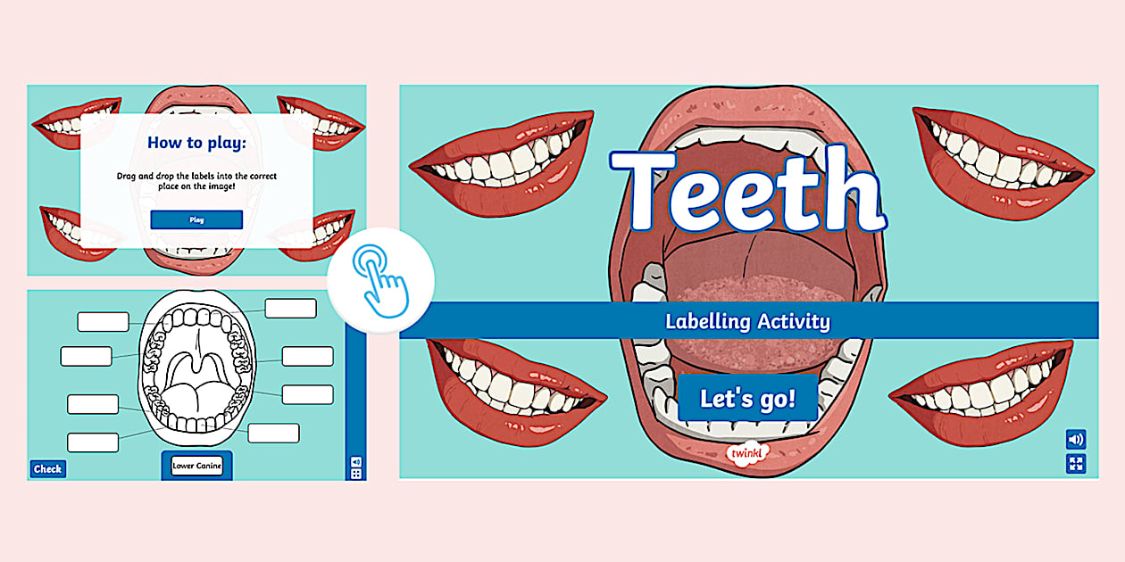 Teeth Interactive Labelling Activity (teacher made) - Twinkl
