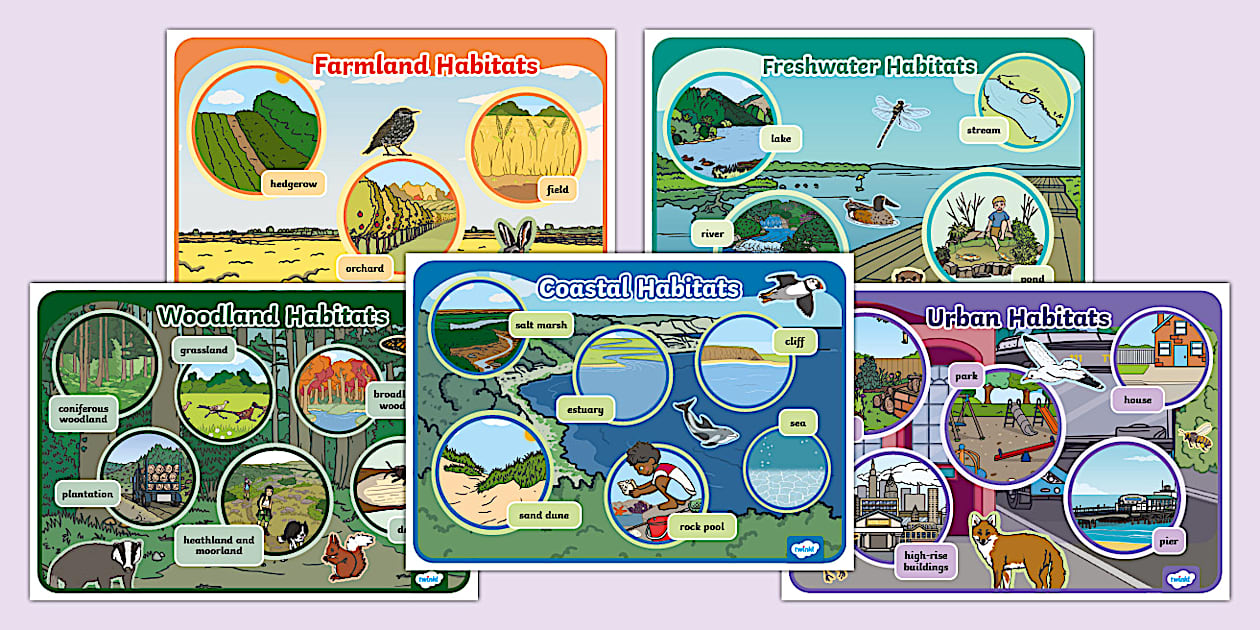 UK Animals Habitats Display Posters