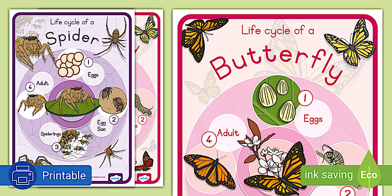 Insect Life Cycle Posters I Resource I Twinkl ZA - Twinkl