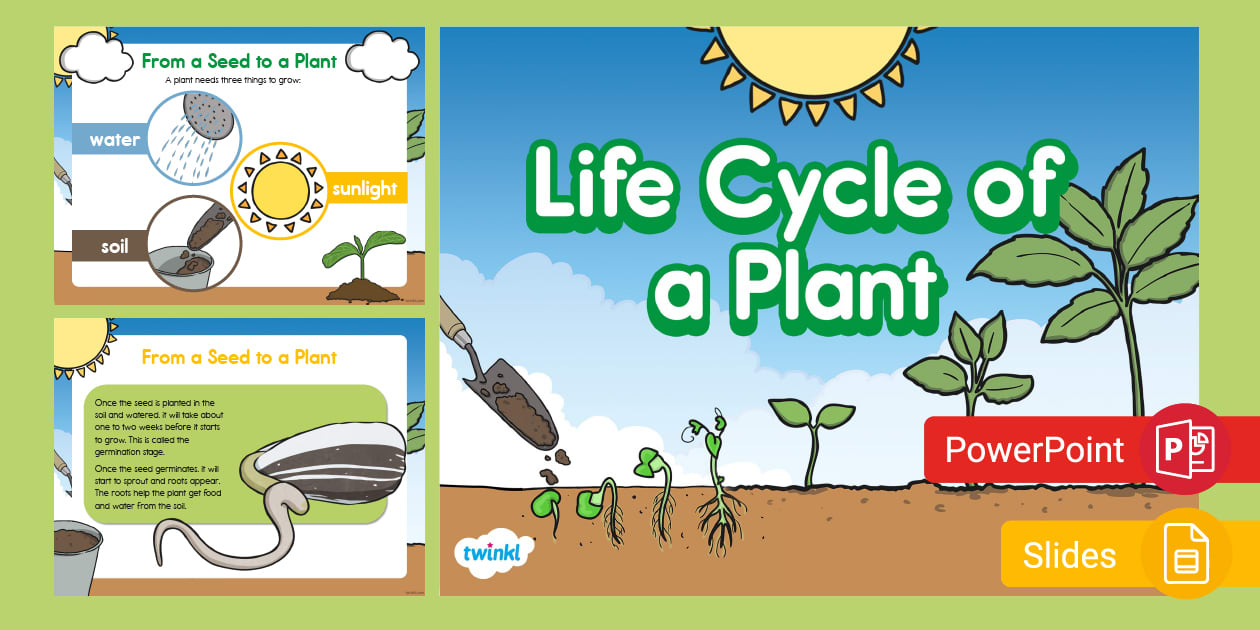 Life Cycle of a Plant PowerPoint & Google Slides