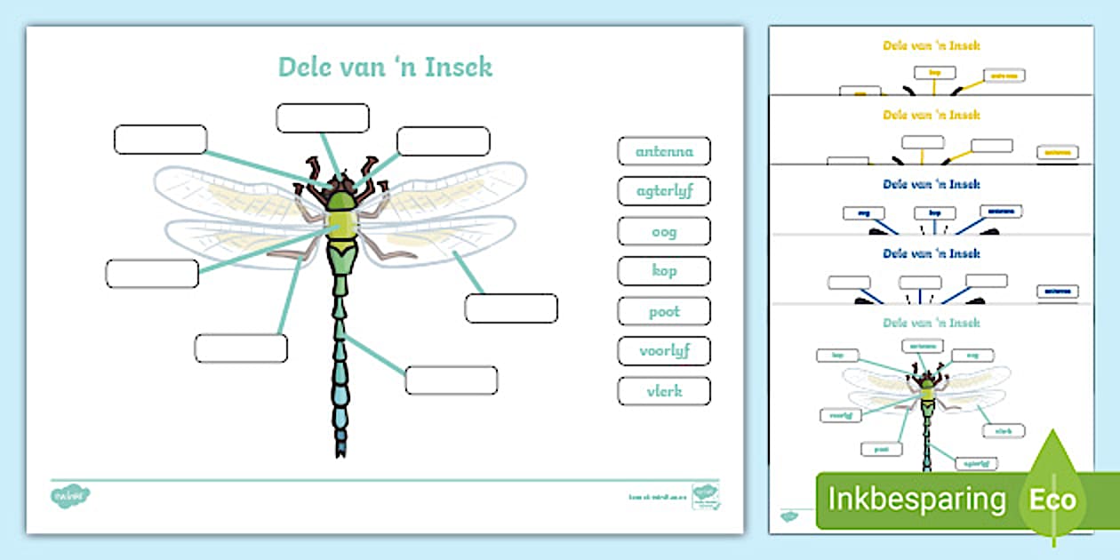 Dele van 'n Insek Aktiwiteit (Teacher-Made) - Twinkl