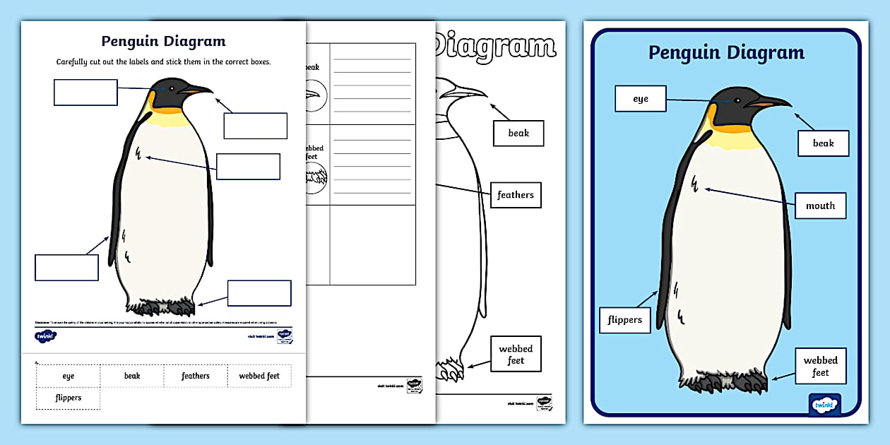 Penguin Diagram Pack (teacher made) - Twinkl