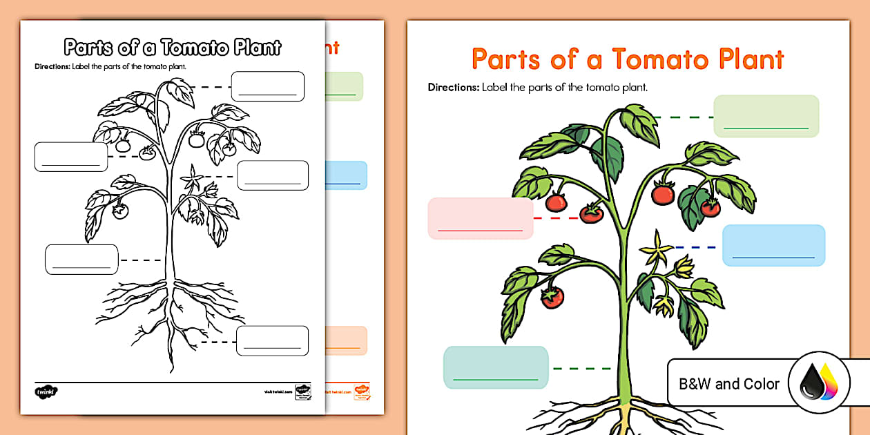 Parts of a Tomato Plant Poster and Labeling Worksheet
