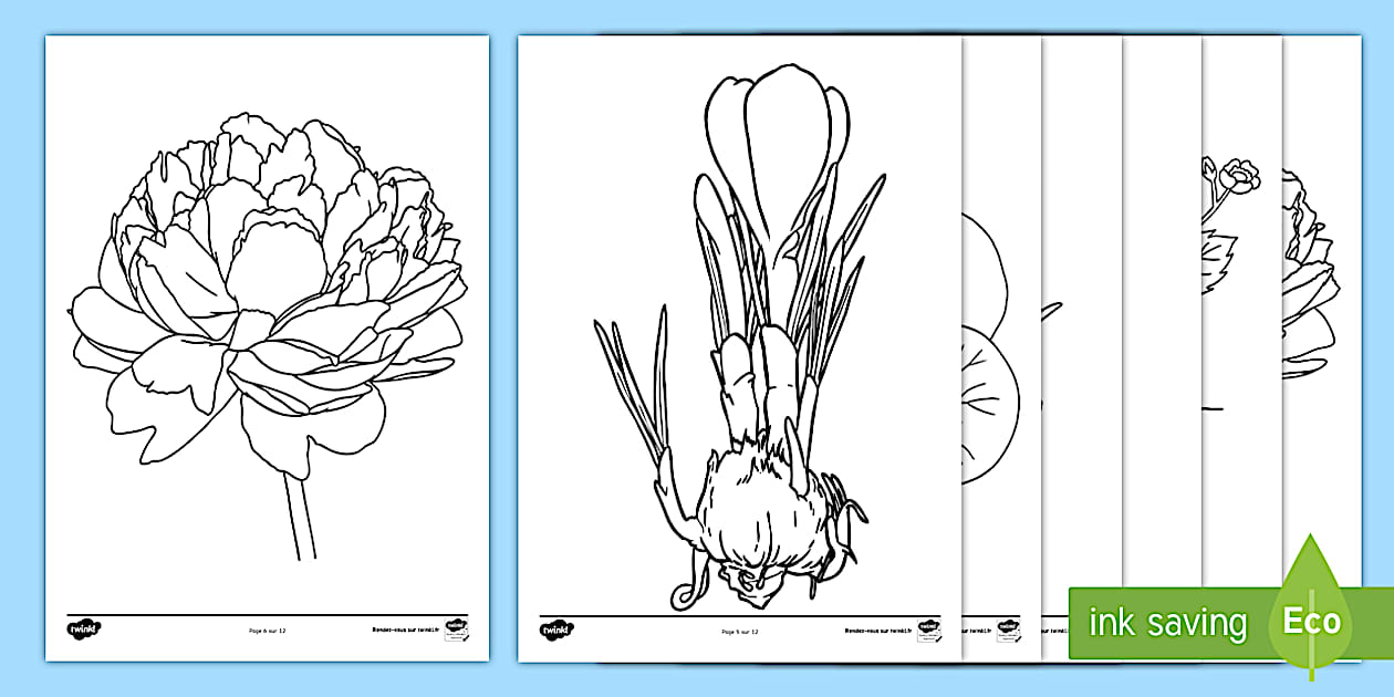 Feuilles de coloriage : Les plantes