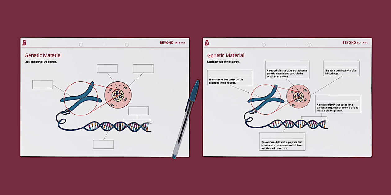 Genetic Material Labelling Worksheet | KS3 Biology | Beyond