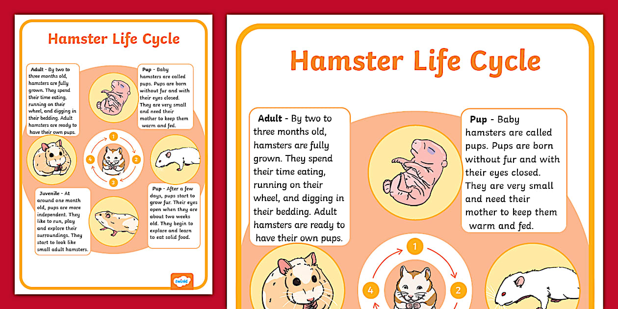 Hamster Life Cycle Display Poster (teacher made) - Twinkl