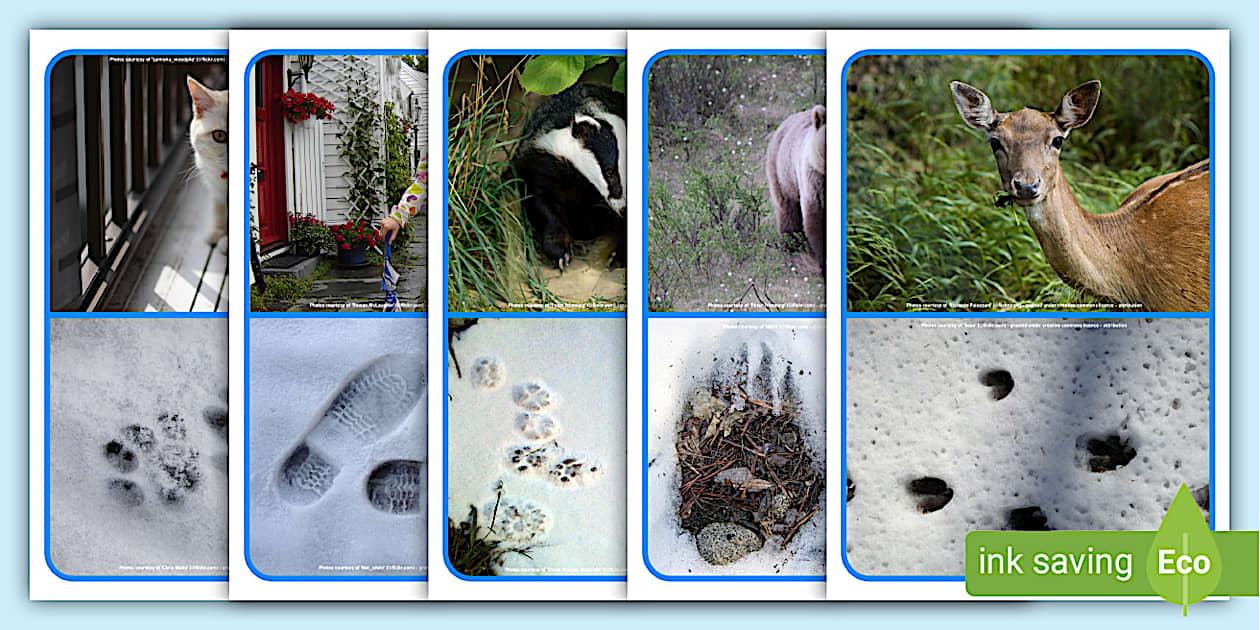Editable Footprints Display Photos (teacher made) - Twinkl