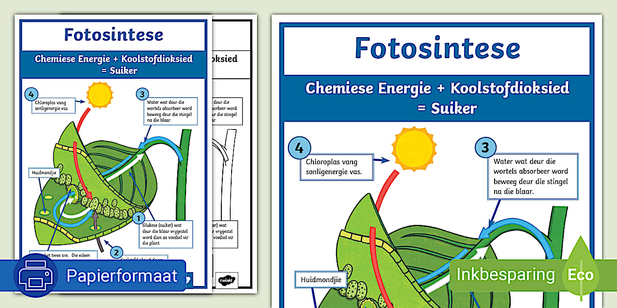 Die Proses van Fotosintese in 'n Blaar Plakkaat