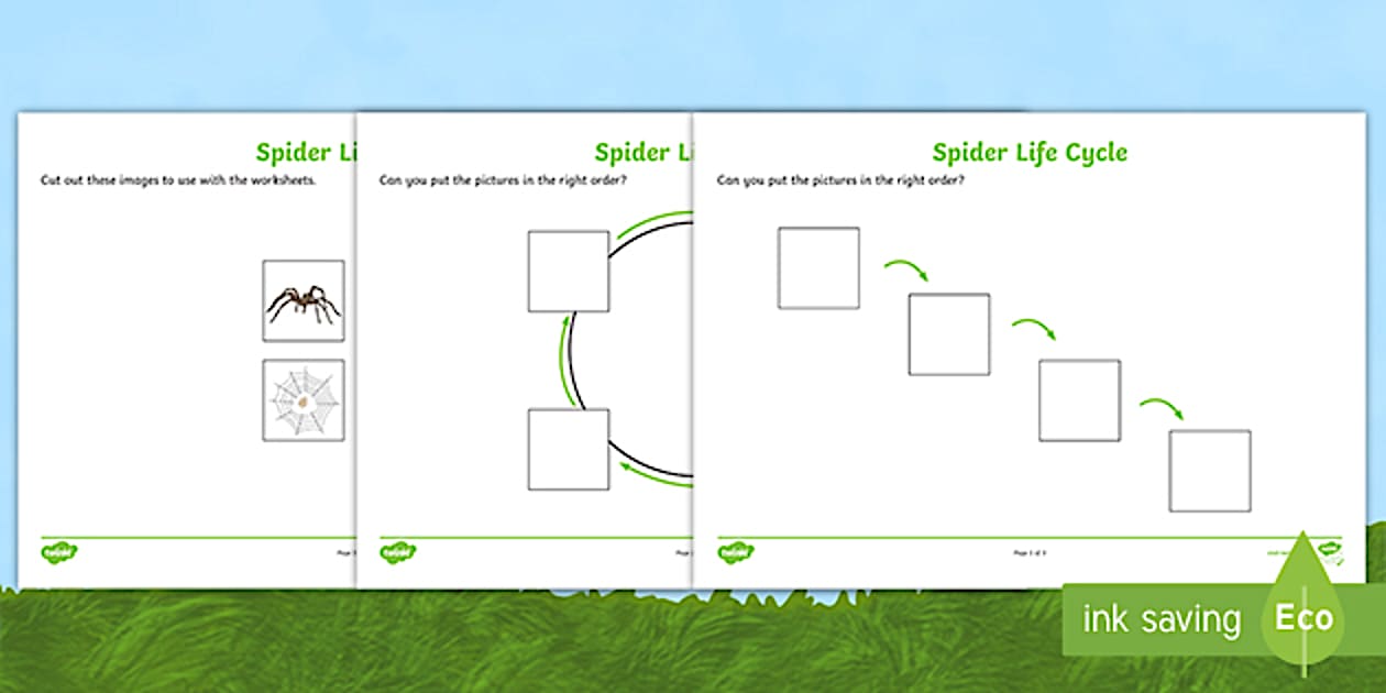 Cursive Life Cycle of a Spider Worksheet - Twinkl