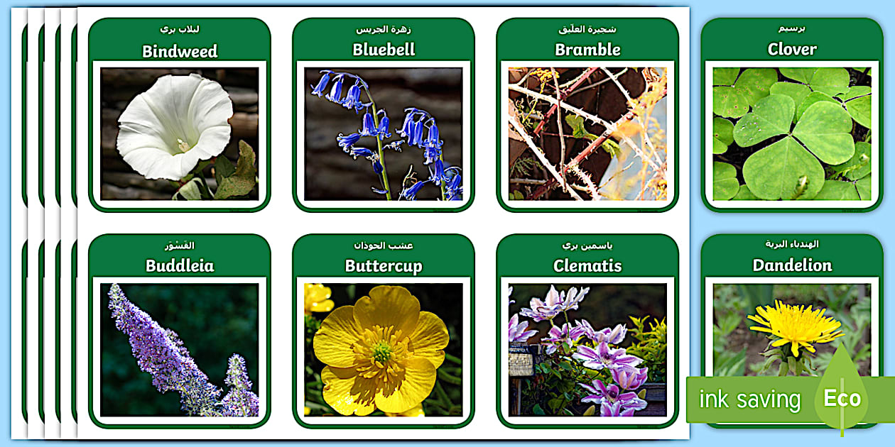 Plants and Flowers Flashcards Arabic - Arabic/English
