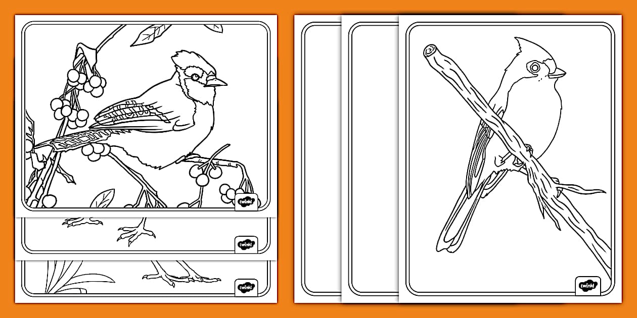 Engaging Bird Coloring Sheets for Kids | Twinkl USA - Twinkl