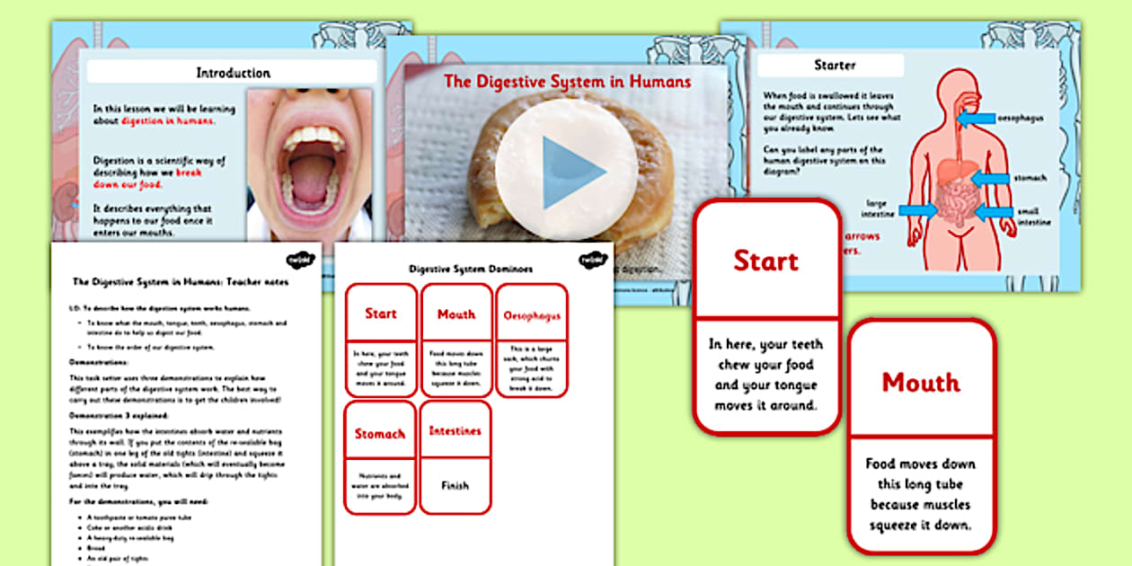 Digestion Teaching Resources - PowerPoint and Activity Pack