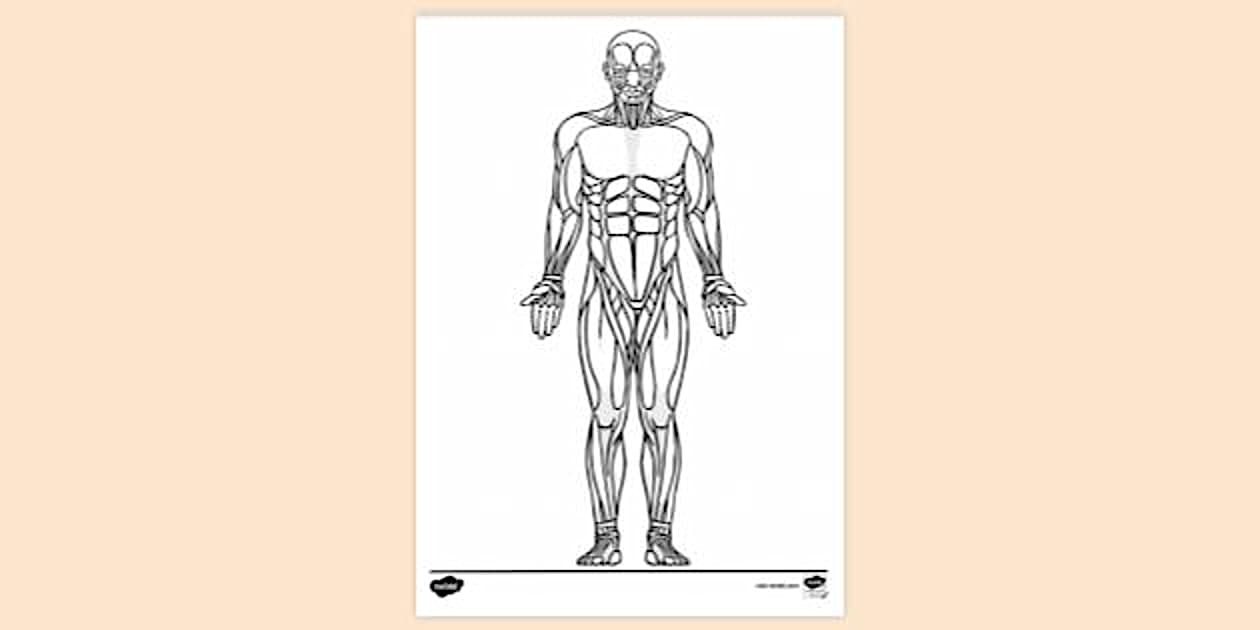 Human Anatomy Colouring | Colouring Sheets (teacher made)