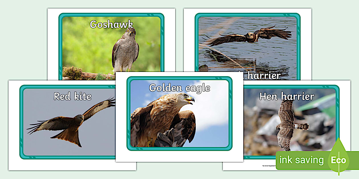 UK Birds of Prey Display Photos (teacher made) - Twinkl