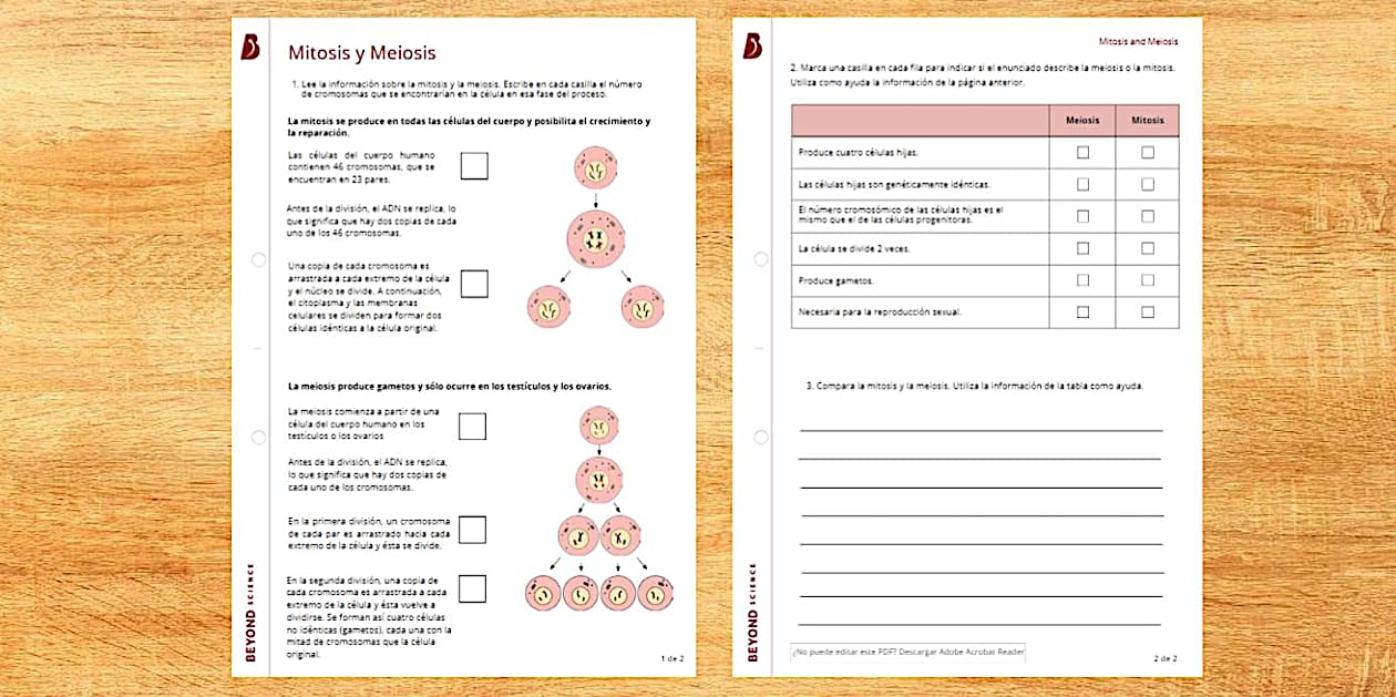 Guía escolar biología- mitosis y meiosis - Twinkl Colombia